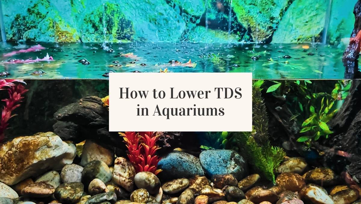 How to Lower TDS in Aquarium - Jug Free